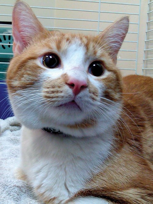 Cat – OutSmart Magazine